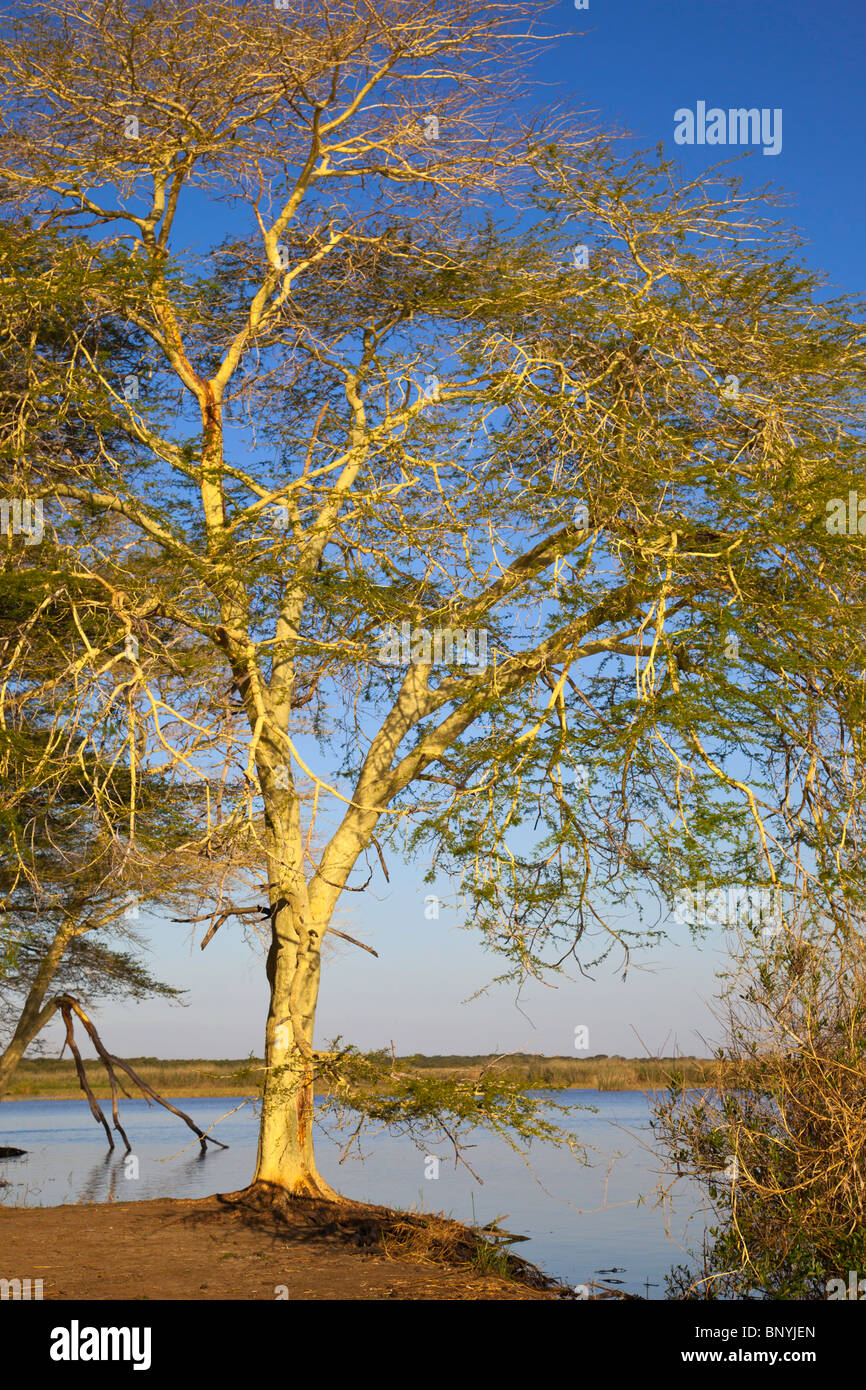 Tree lanscape hi-res stock photography and images - Alamy