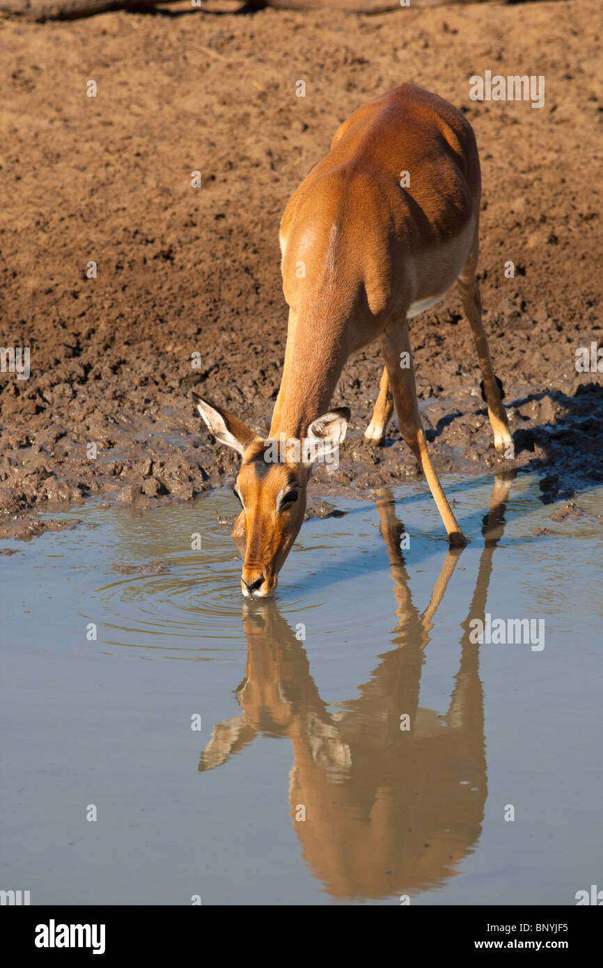 Wildlife impala drinking hi-res stock photography and images - Alamy