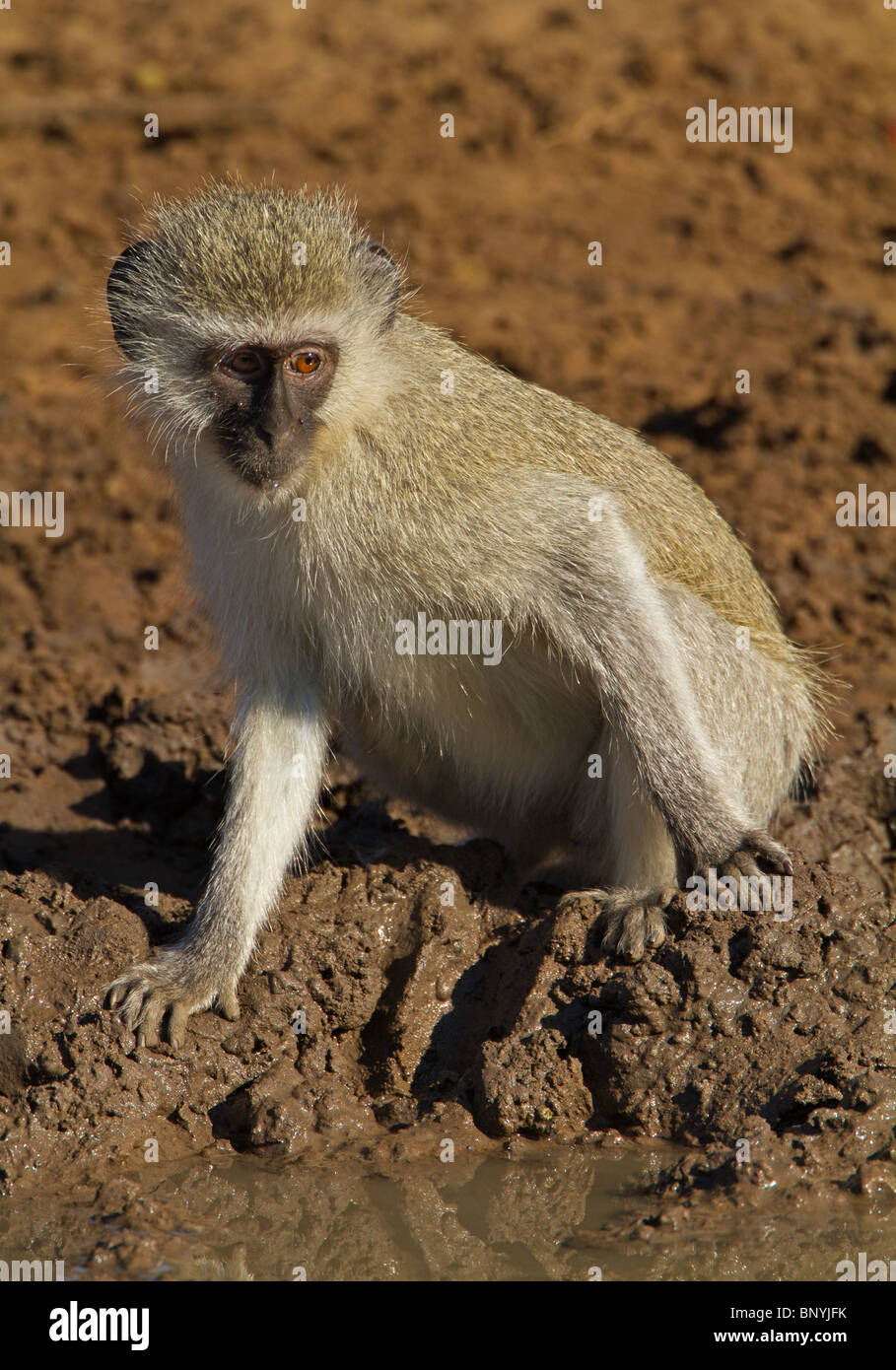 Mud monkey hi-res stock photography and images - Alamy