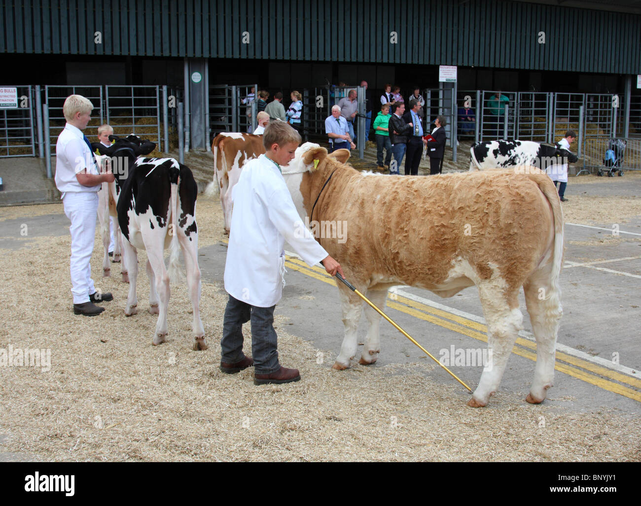 A young farmer showing cattle at the Bakewell Show, Bakewell ...