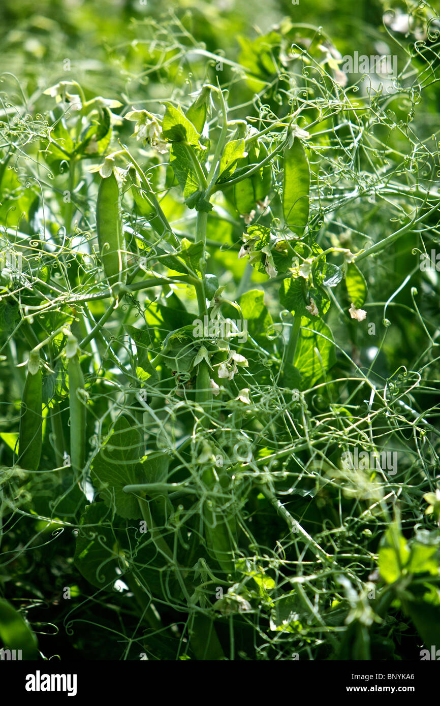 Pea viner hi-res stock photography and images - Alamy