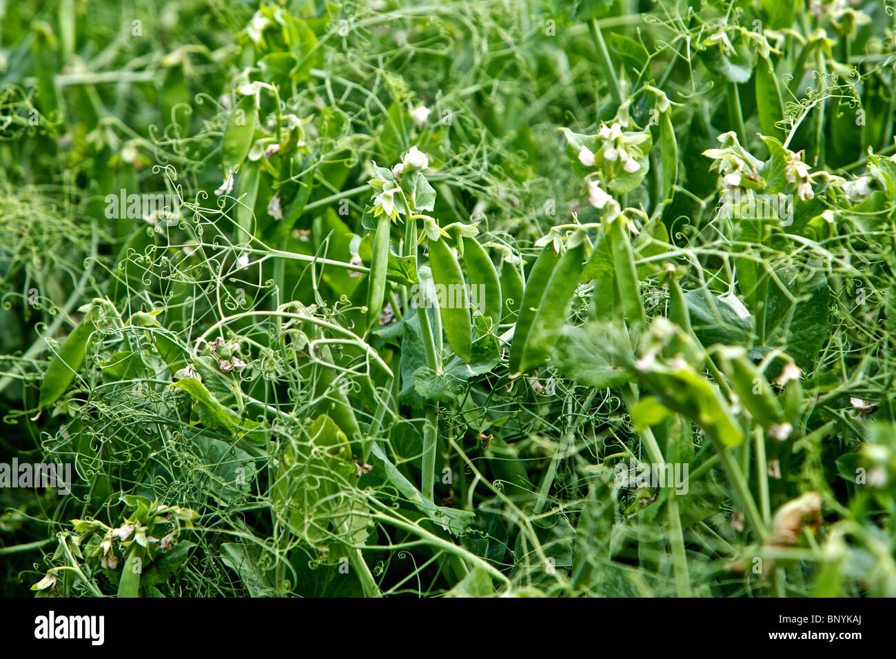 Pea viner hi-res stock photography and images - Alamy