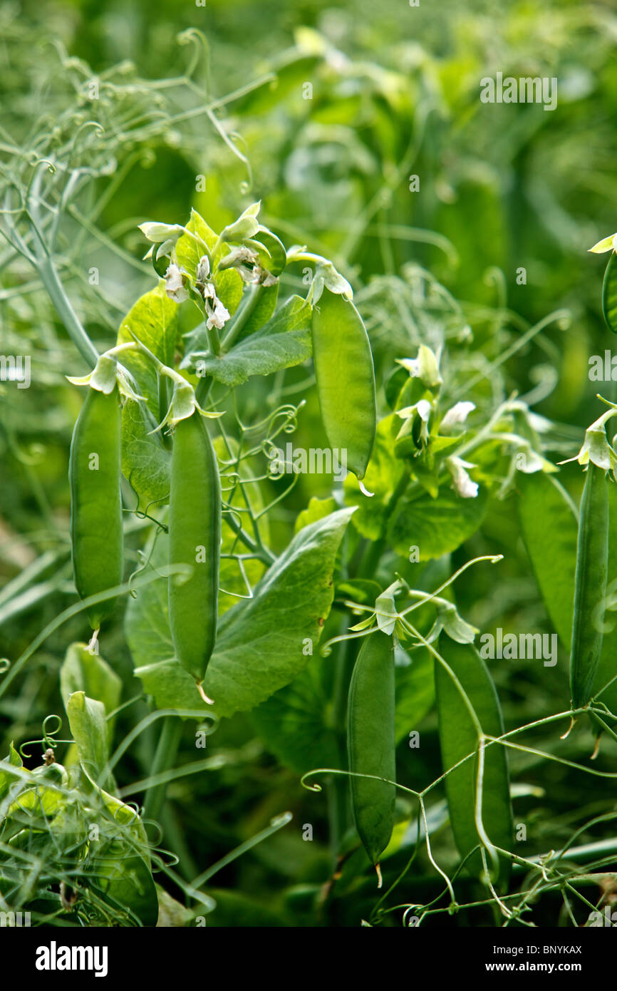 Pea viner hi-res stock photography and images - Alamy