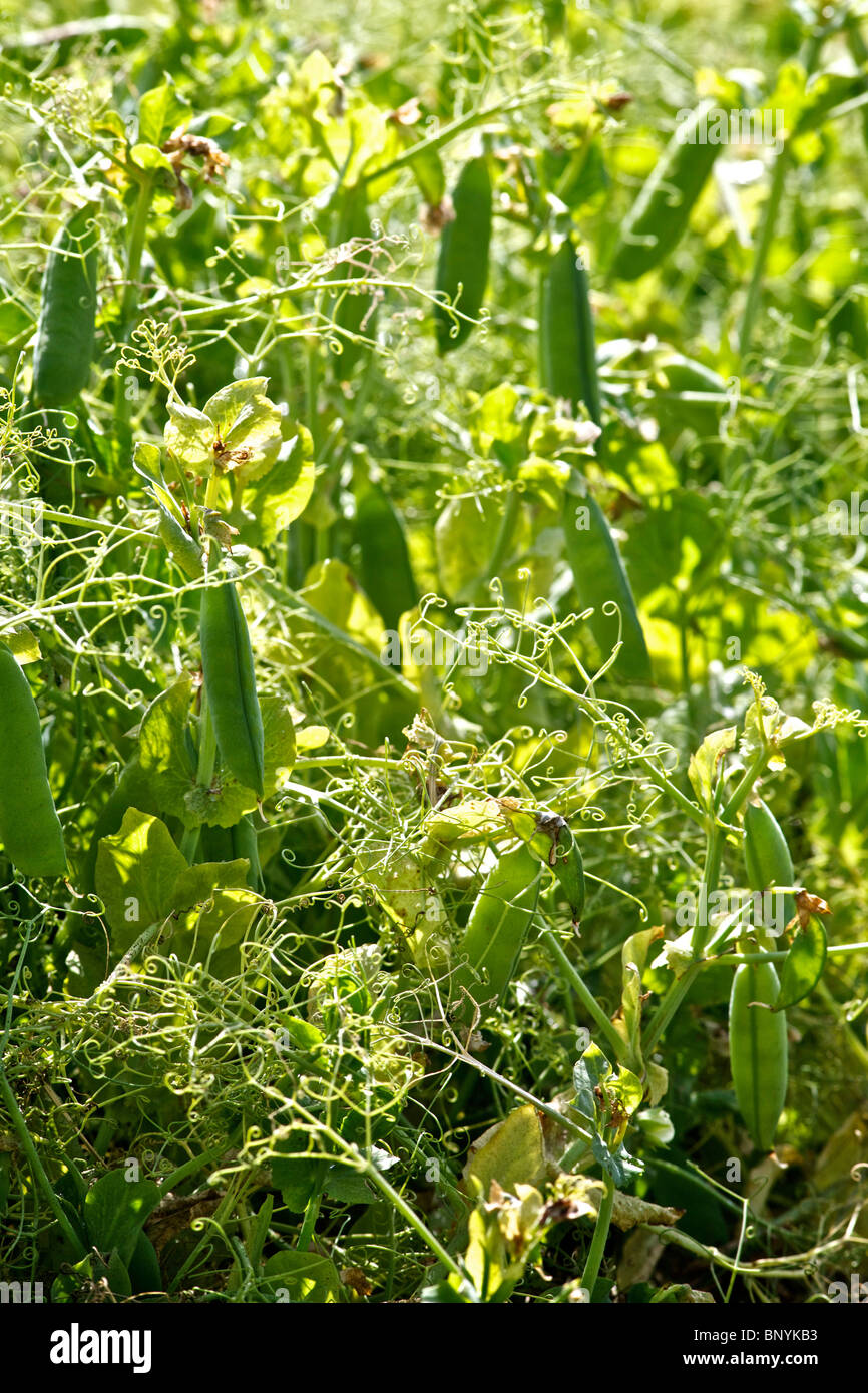 Pea viner hi-res stock photography and images - Alamy