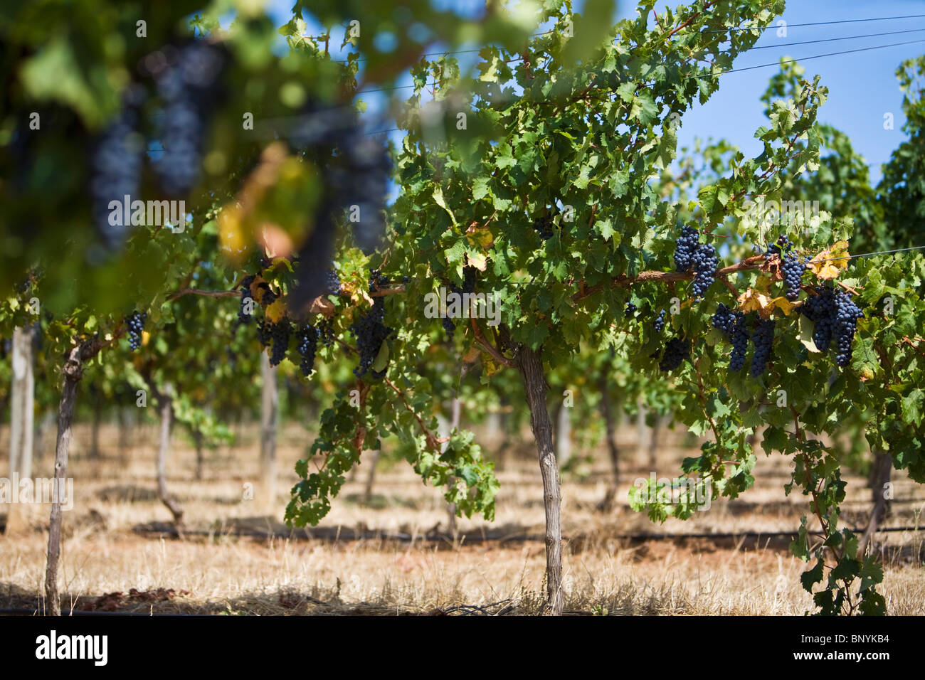 Shiraz grapes on the vine at Wilyabrup - one of the renowned grape ...