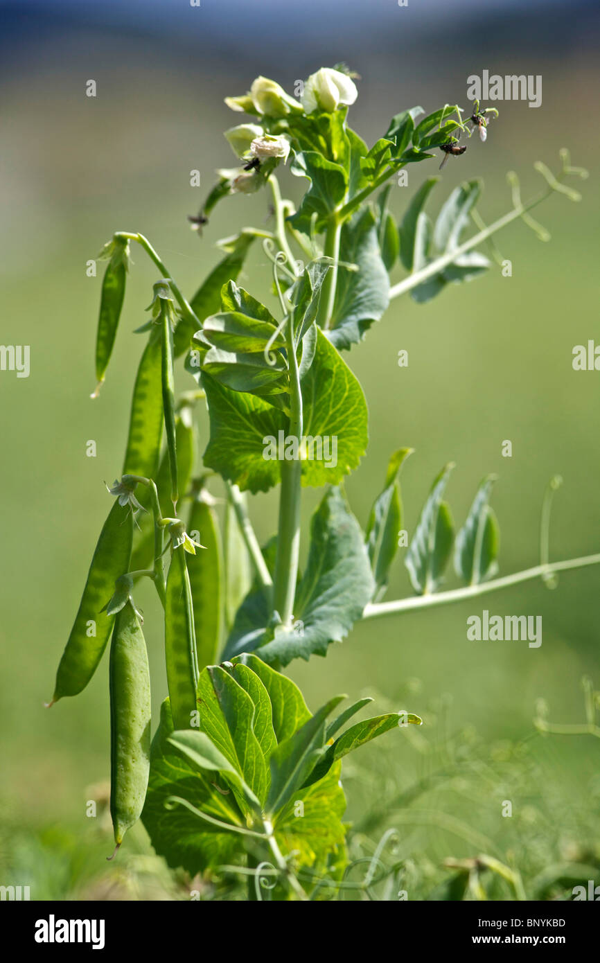 Pea viner hi-res stock photography and images - Alamy