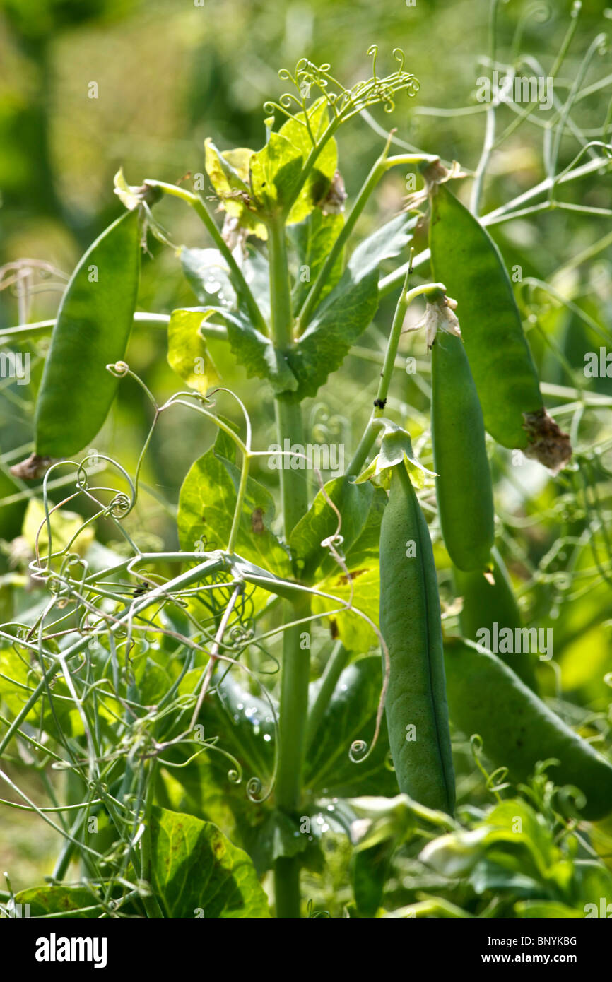 Pea viner hi-res stock photography and images - Alamy