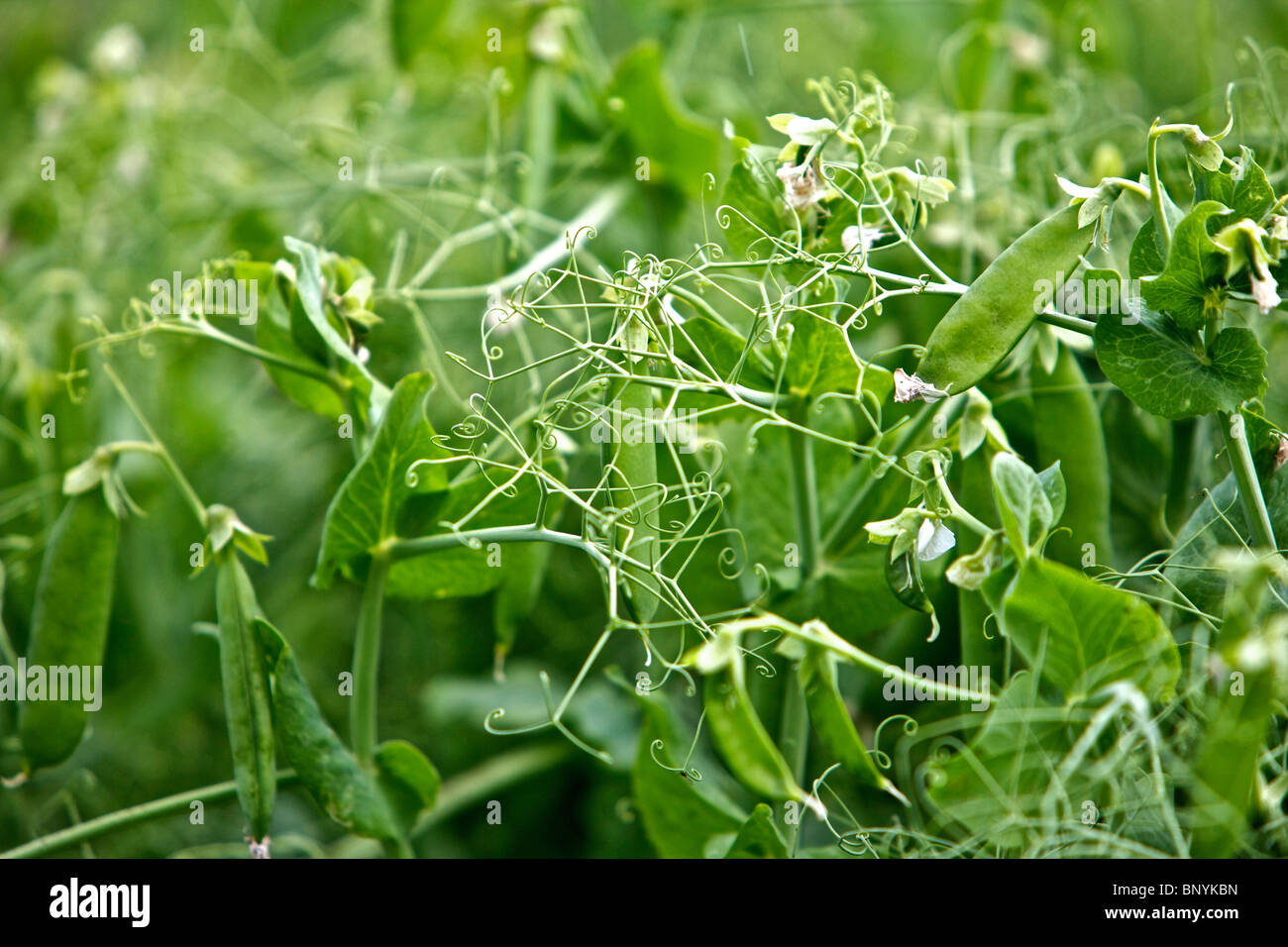 Pea viner hi-res stock photography and images - Alamy