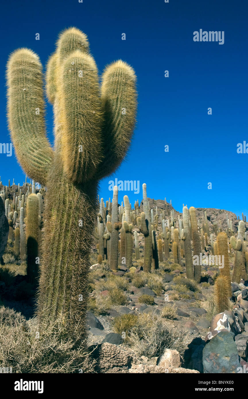 Cardon cactus trichocereus pasacana echinopsis hi-res stock photography ...