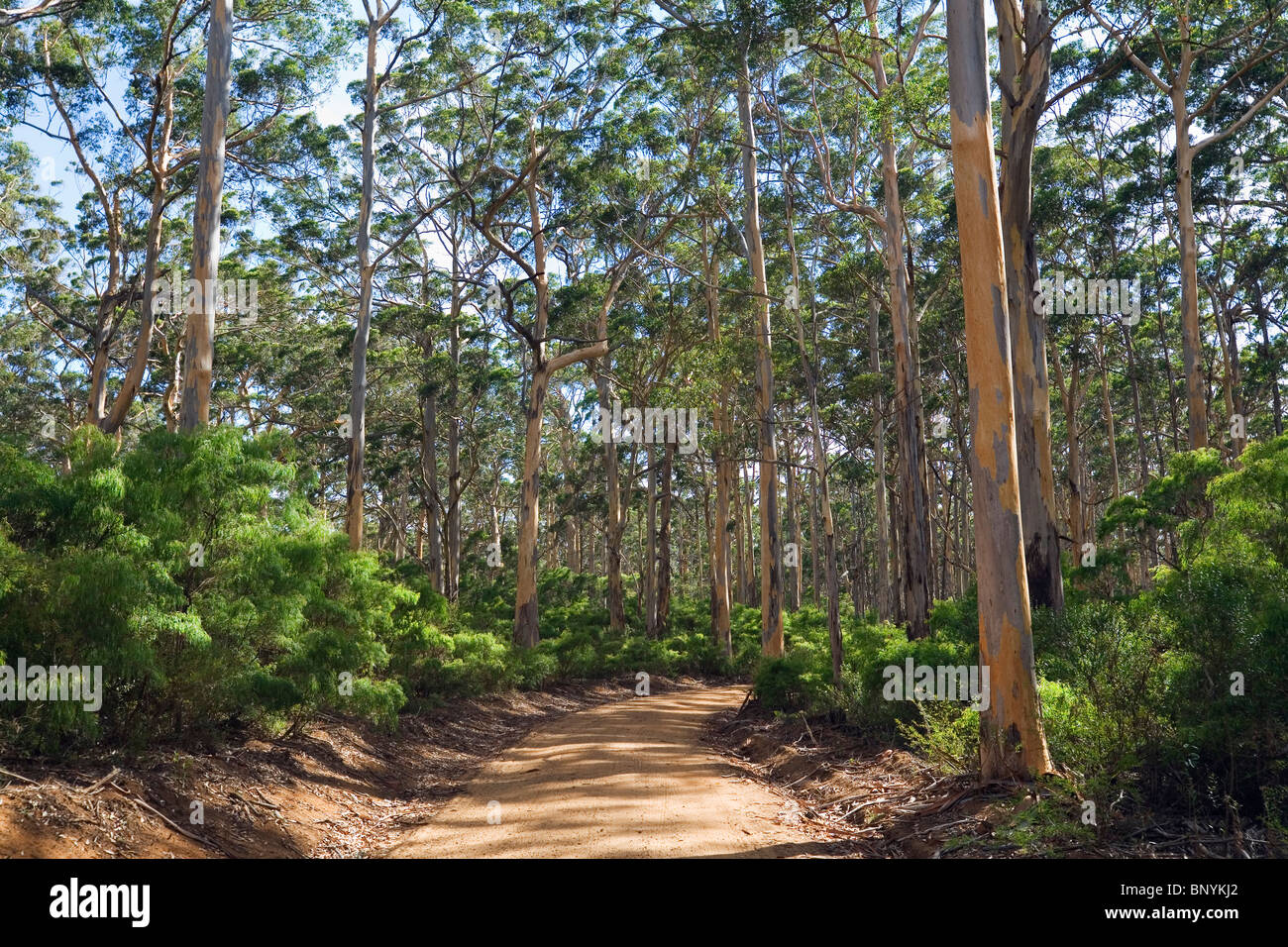 Karri hi-res stock photography and images - Alamy