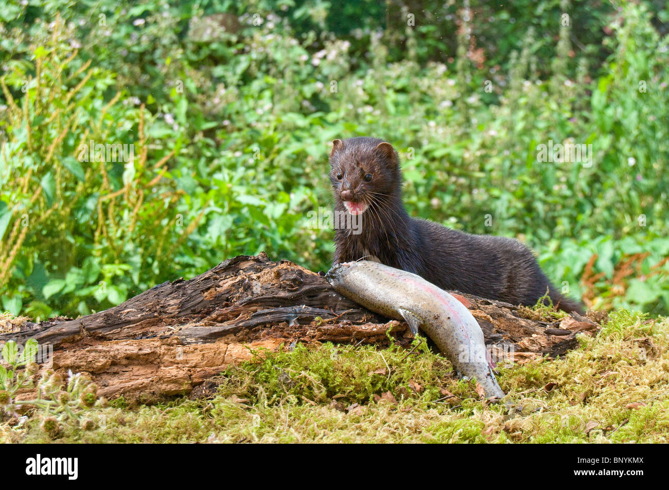 American mink mustela vison hi-res stock photography and images - Alamy