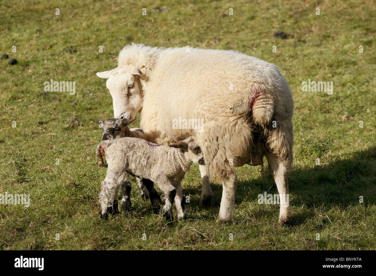 Sheep with lambs Stock Photo - Alamy