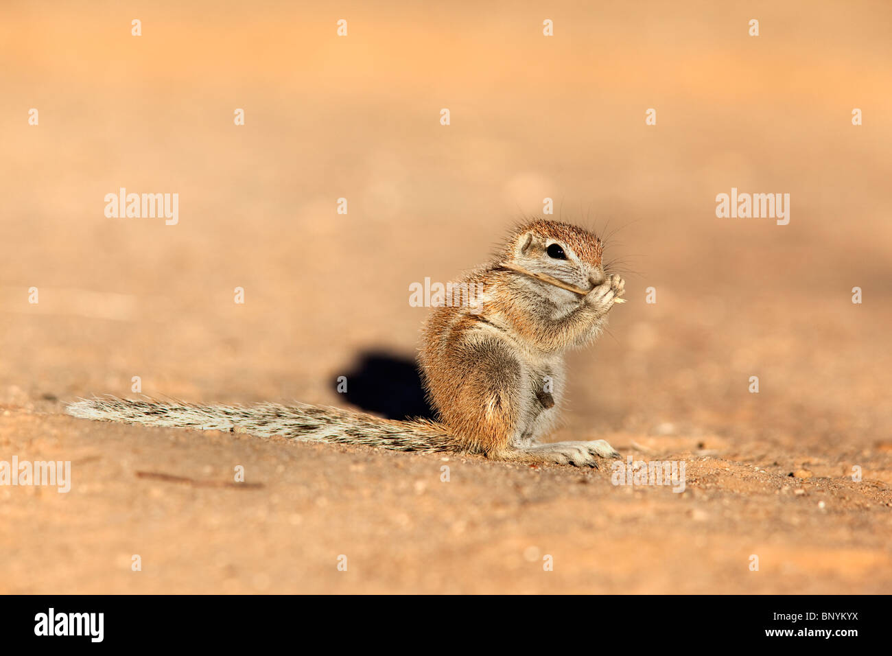 Ground squirrel, Xerus inauris, baby, Kgalagadi Transfrontier Park ...