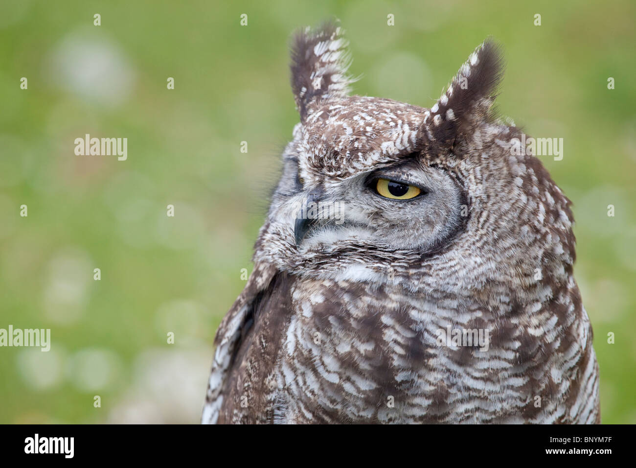 Boudewijnpark hi-res stock photography and images - Alamy