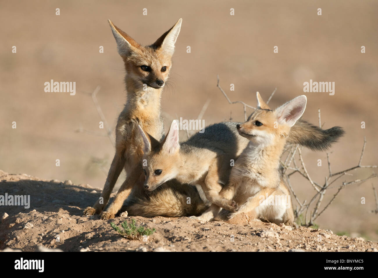 Cape fox with cubs, Vulpes chama, Kgalagadi Transfrontier Park ...