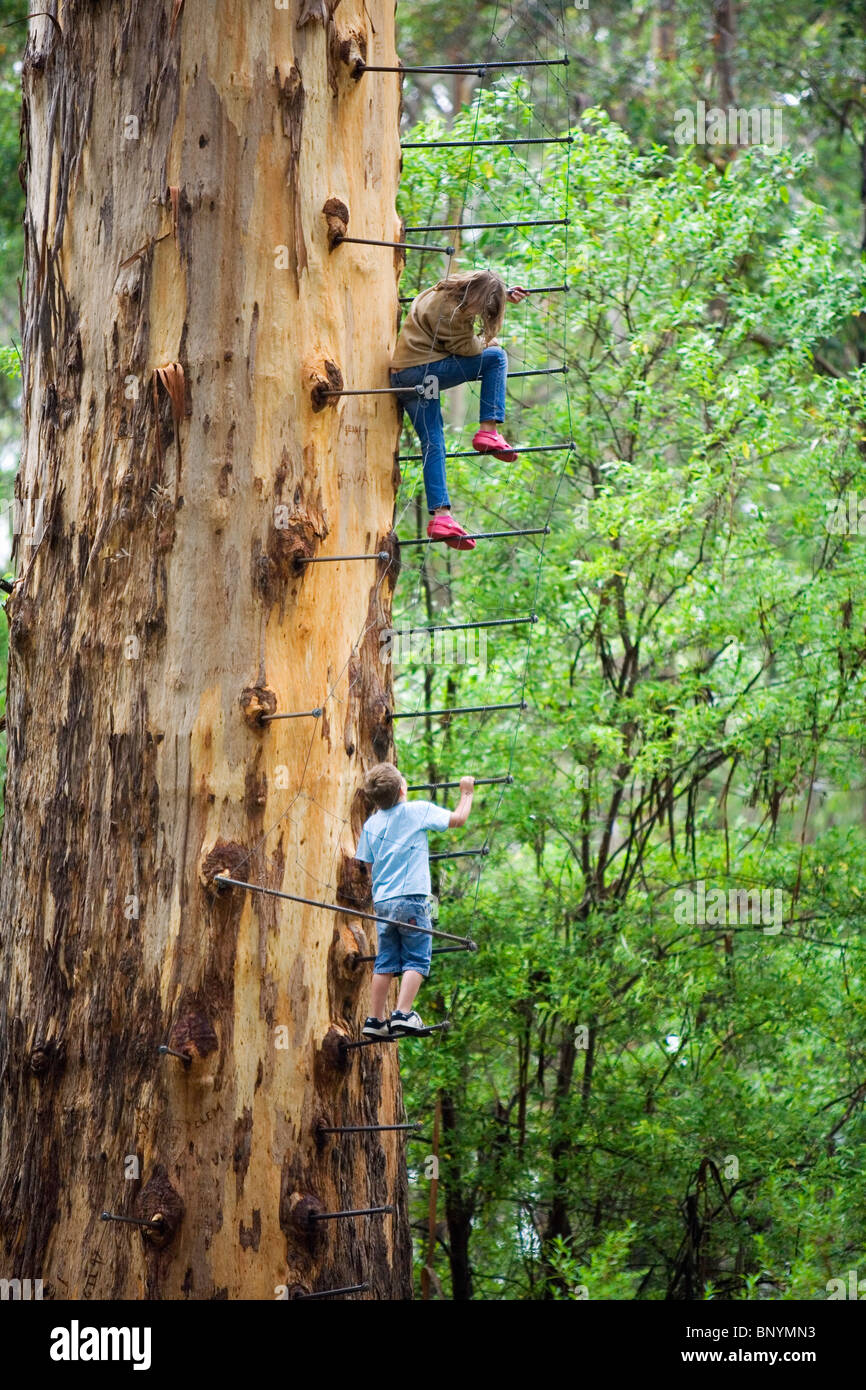 Gloucester Tree in the Gloucester National Park. Pemberton, Western ...