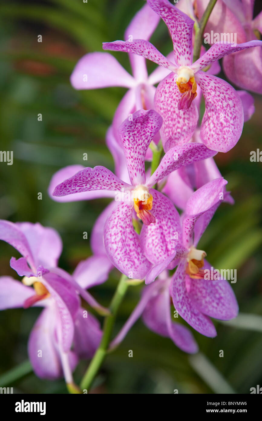 Close-up of an orchid flower in bloom Stock Photo - Alamy