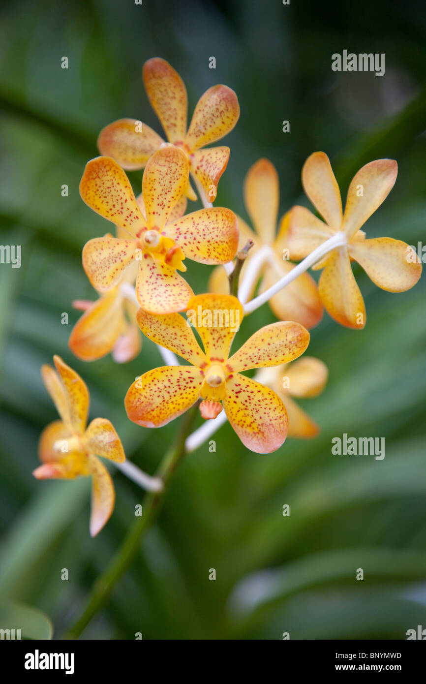 Close-up of an orchid flower in bloom Stock Photo - Alamy