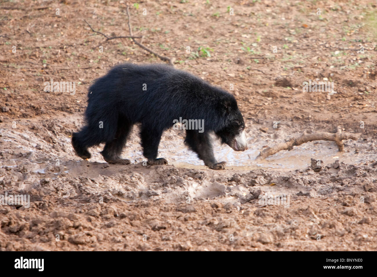 Sloth Bear, Lippenbär, Melursus ursinus, male bear foraging in Yala ...