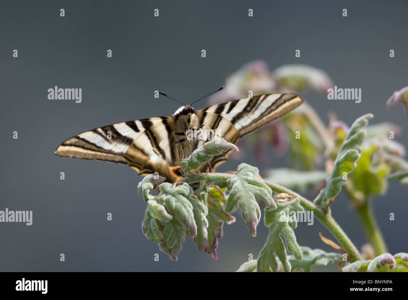 Spanish butterfly hi-res stock photography and images - Alamy