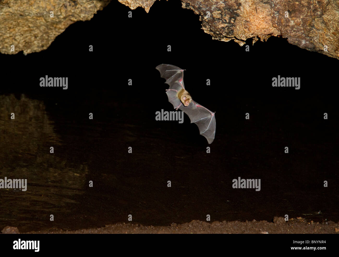 Persian trident bat hi-res stock photography and images - Alamy