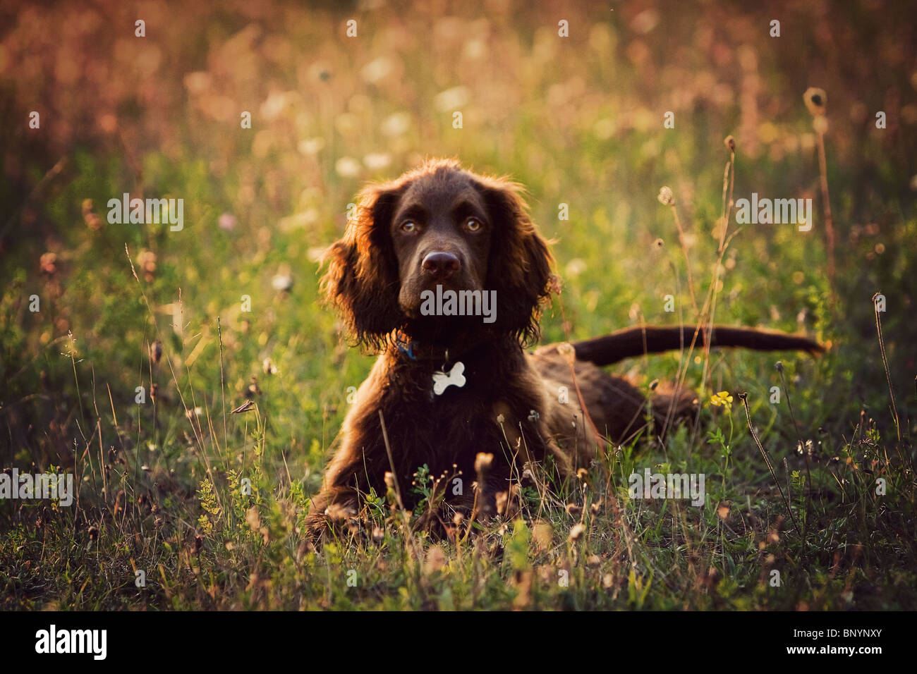 Cocker spaniel puppy hi-res stock photography and images - Alamy