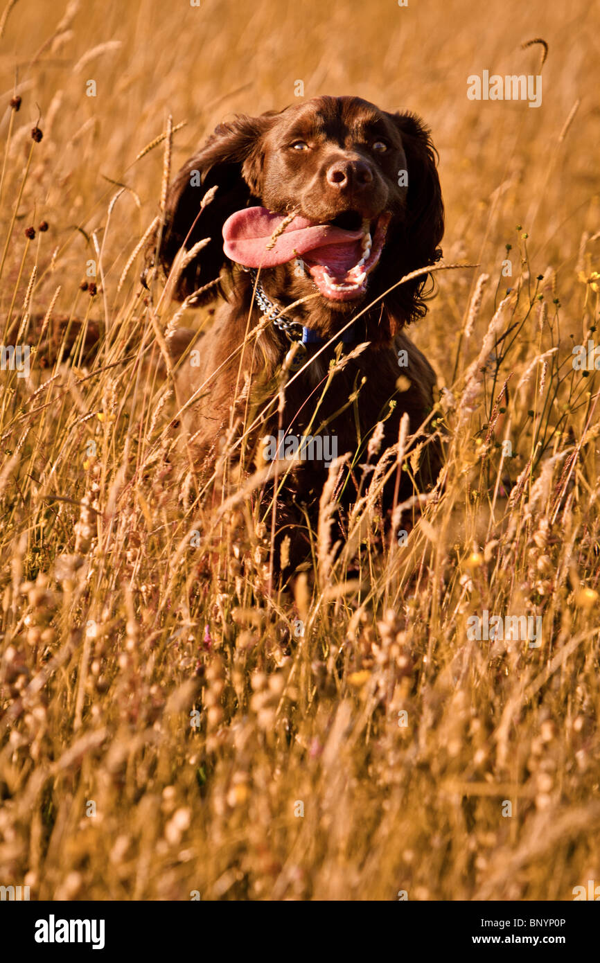 Cocker spaniel puppy hi-res stock photography and images - Alamy