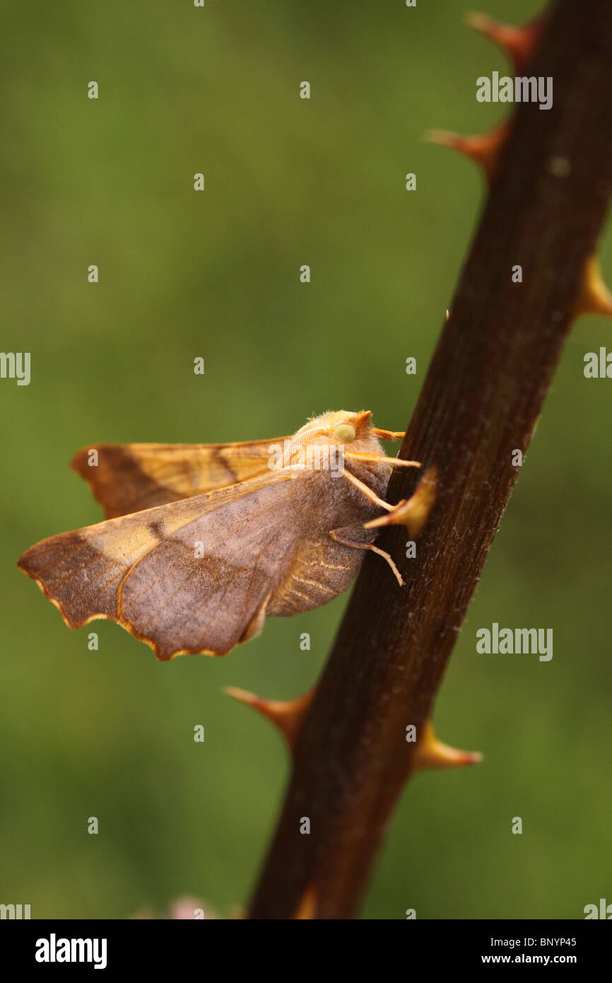 The dusky thorn moth hi-res stock photography and images - Alamy
