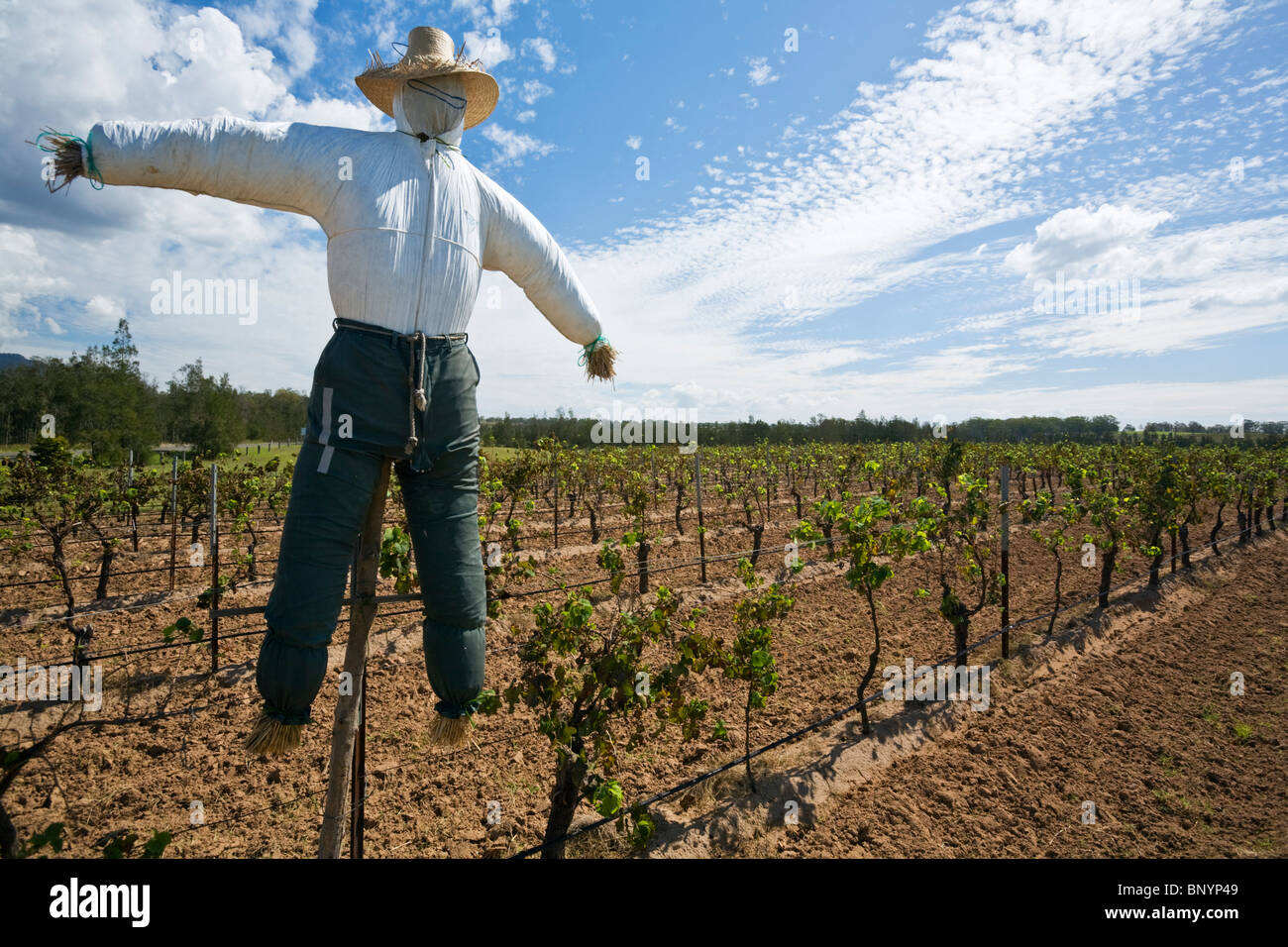 Scarecrow field australia hi-res stock photography and images - Alamy