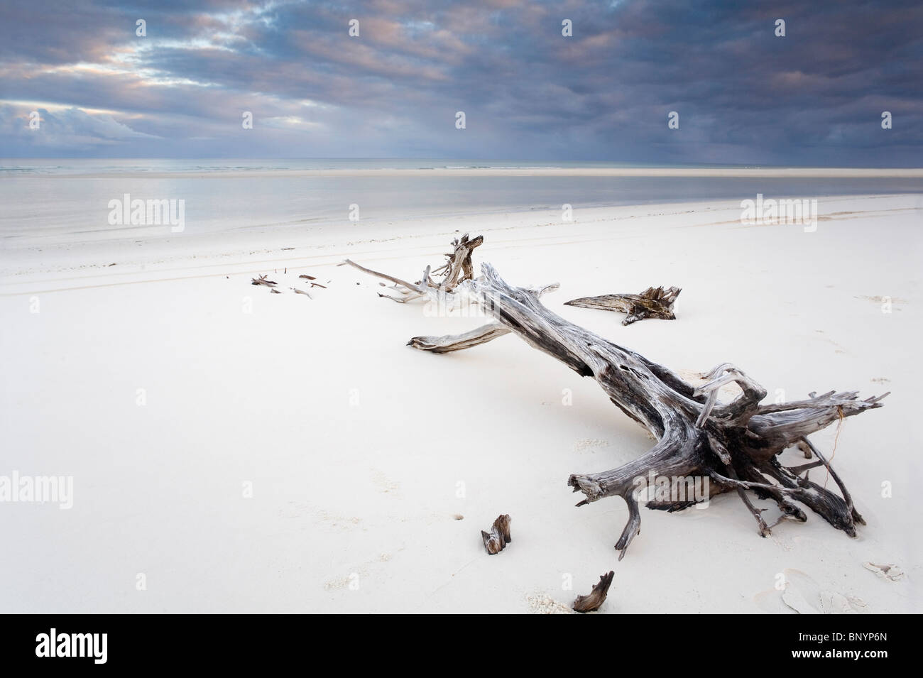Driftwood At Beach High Resolution Stock Photography and Images - Alamy