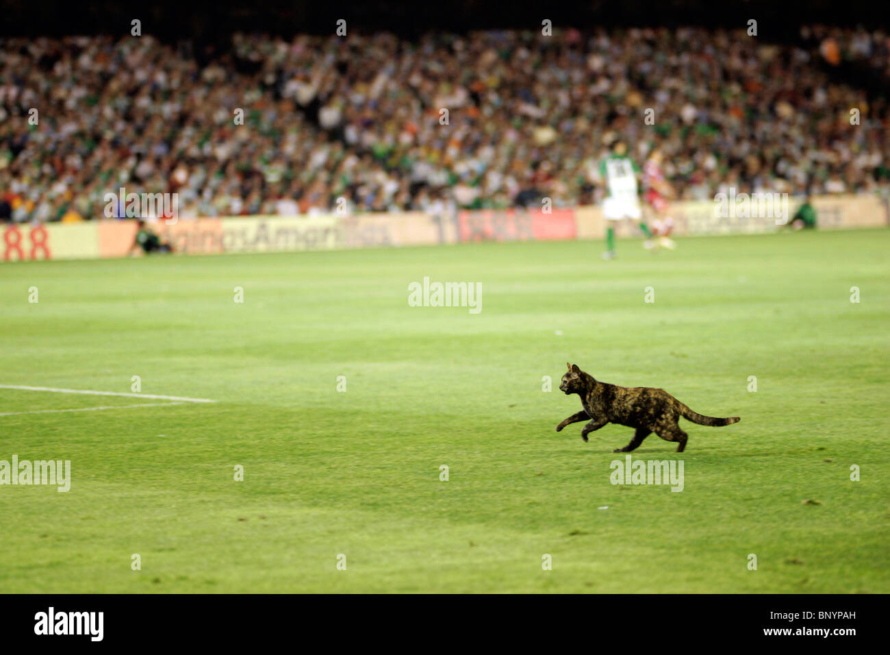 A cat on the pitch of the Ruiz de Lopera stadium Stock Photo - Alamy