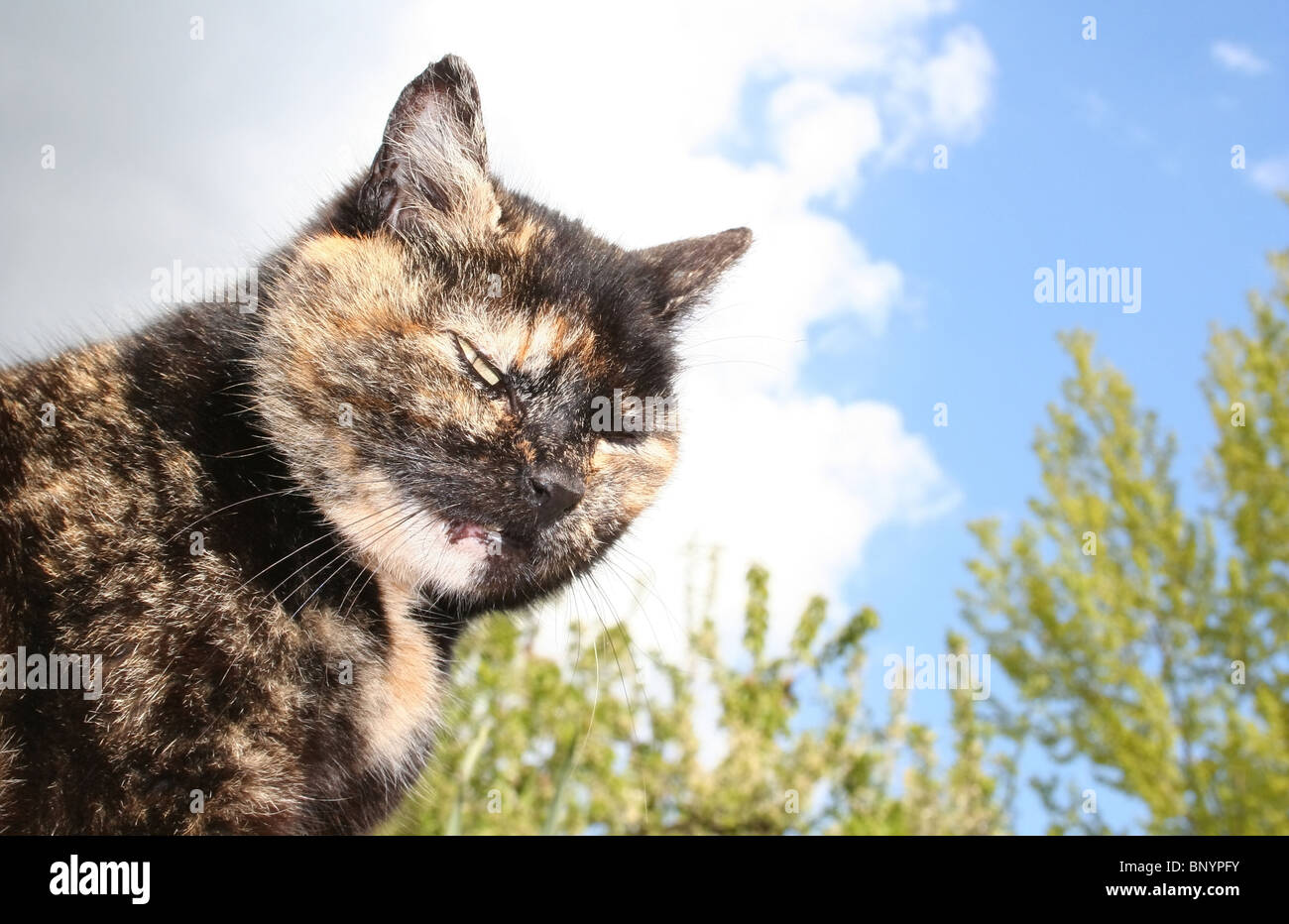 Cat and sky Stock Photo - Alamy