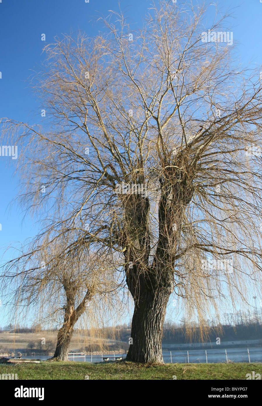 Sallow tree hi-res stock photography and images - Alamy