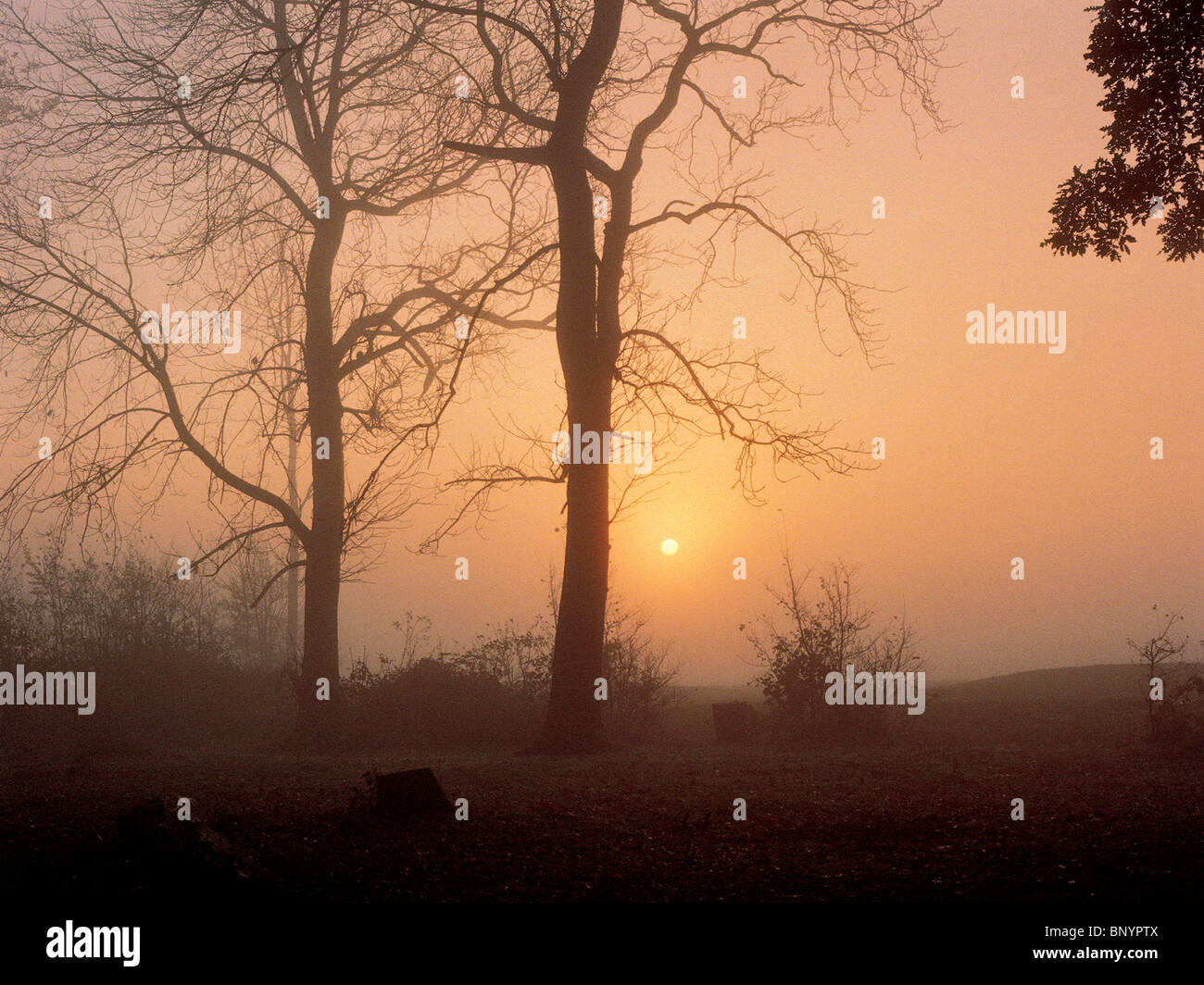 Early misty morning in winter with a warm glow from the rising sun ...