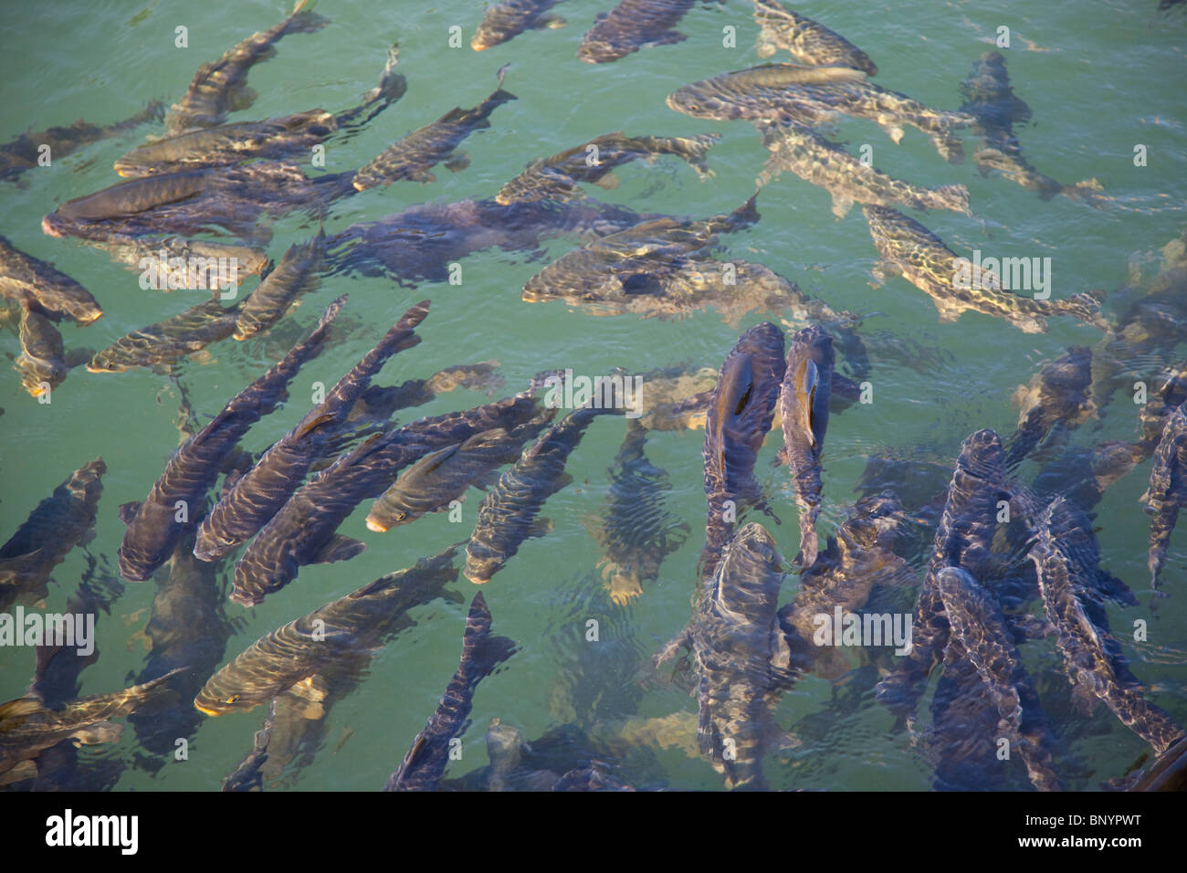 Pool of Abraham or Balikli Gol in Sanliurfa or Urfa, Turkey Stock Photo ...