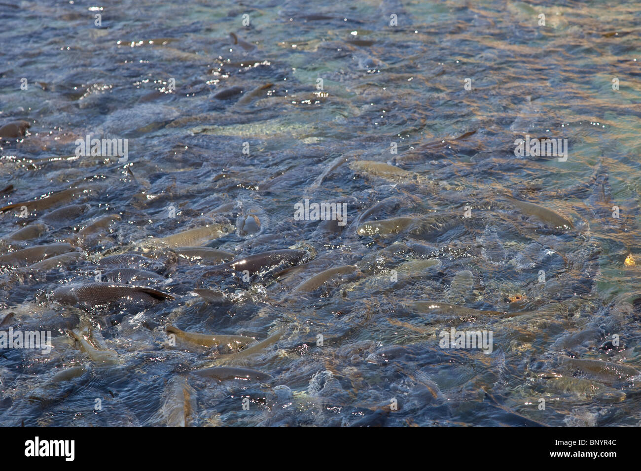 Pool of Abraham or Balikli Gol in Sanliurfa or Urfa, Turkey Stock Photo ...
