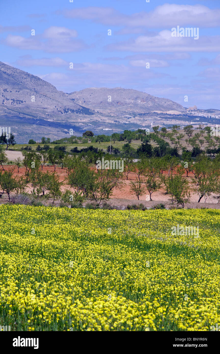 Spring field in southern spain hi-res stock photography and images - Alamy