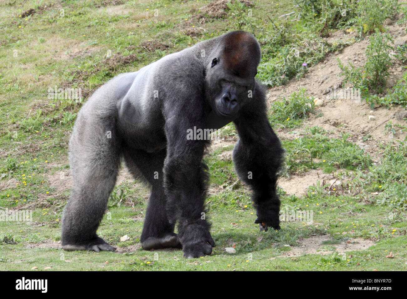 western lowlands gorilla Stock Photo - Alamy