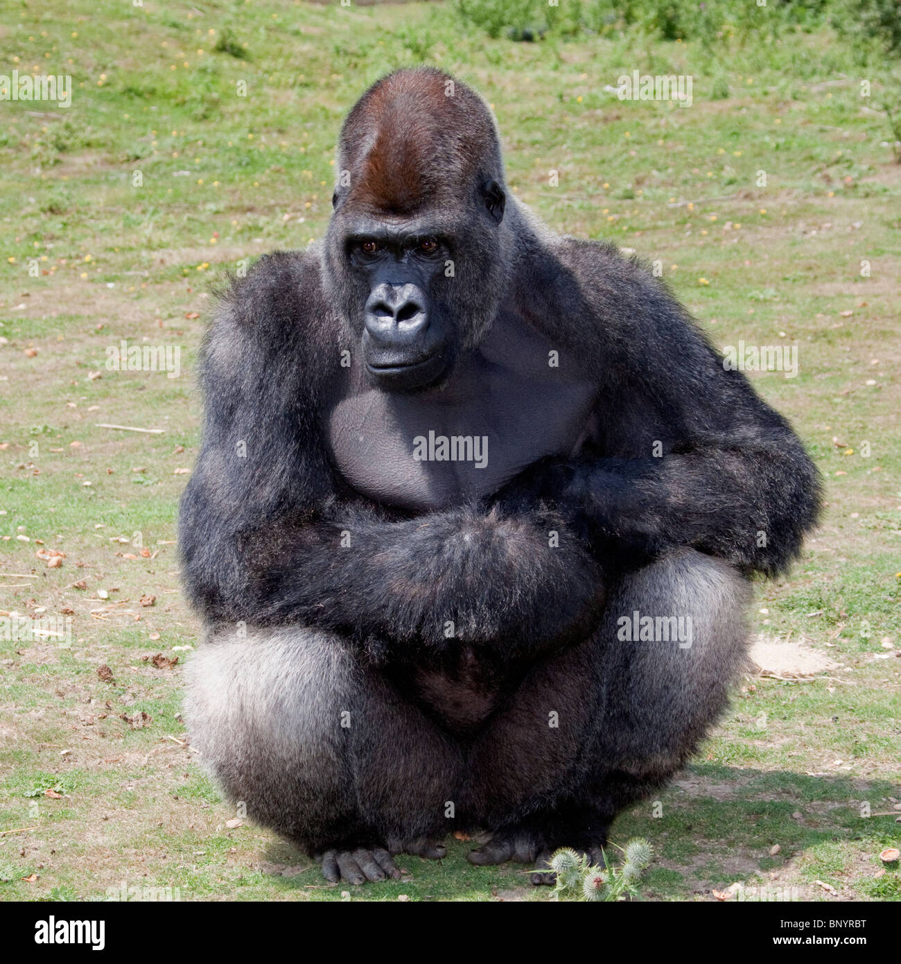 western lowlands gorilla Stock Photo - Alamy