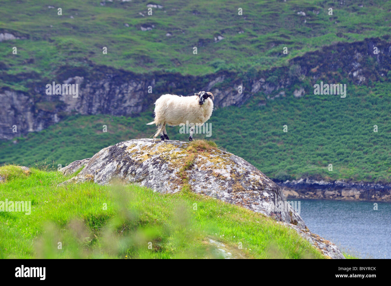 Sheep on rock hi-res stock photography and images - Alamy