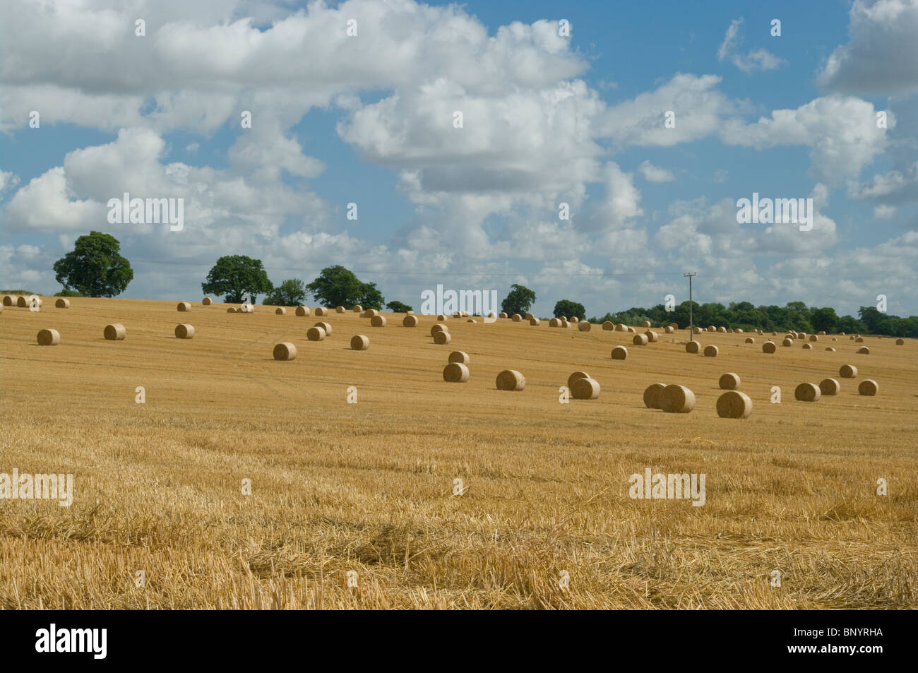 CUT AND ROLLED WHEAT Stock Photo - Alamy