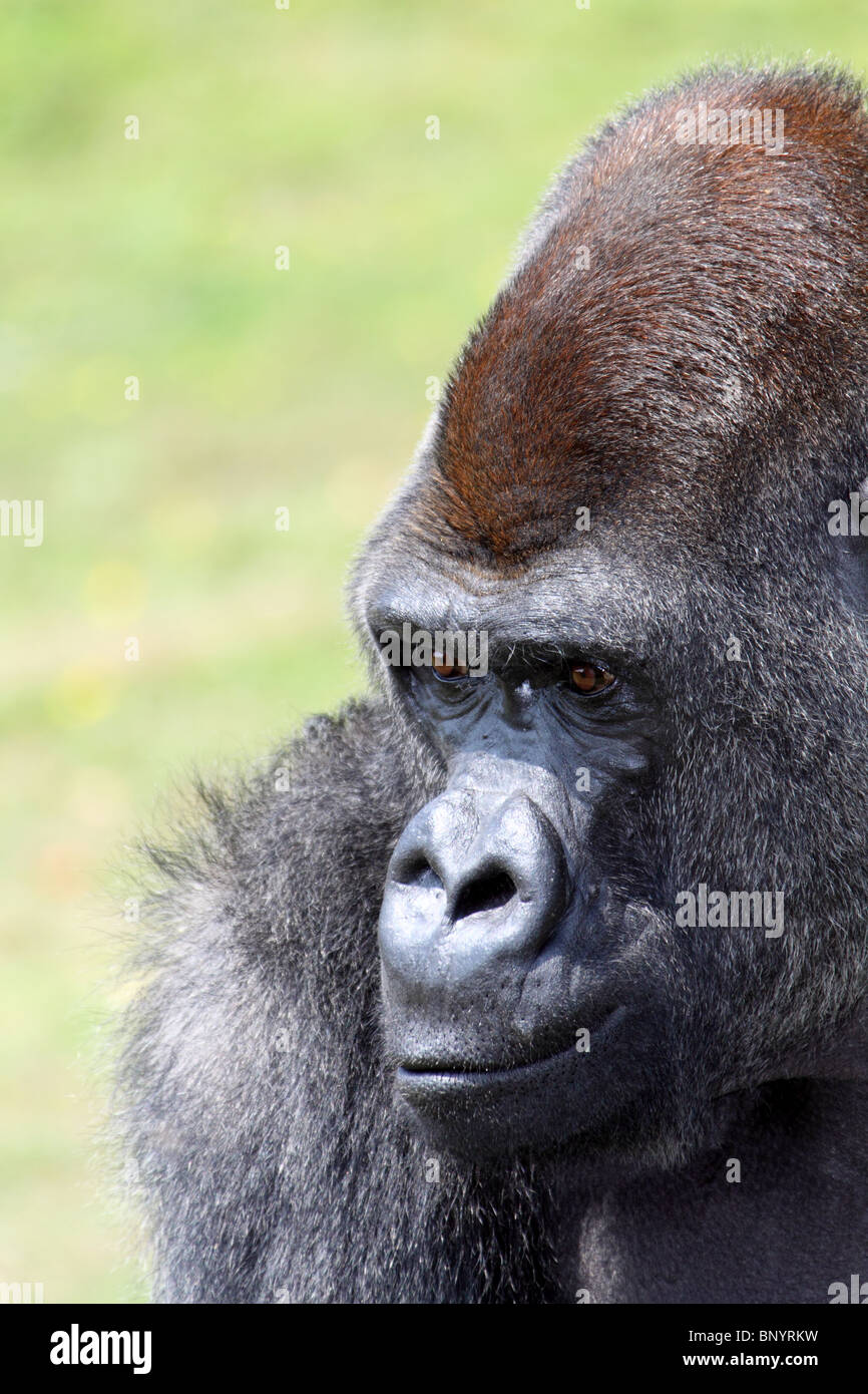 western lowlands gorilla Stock Photo - Alamy