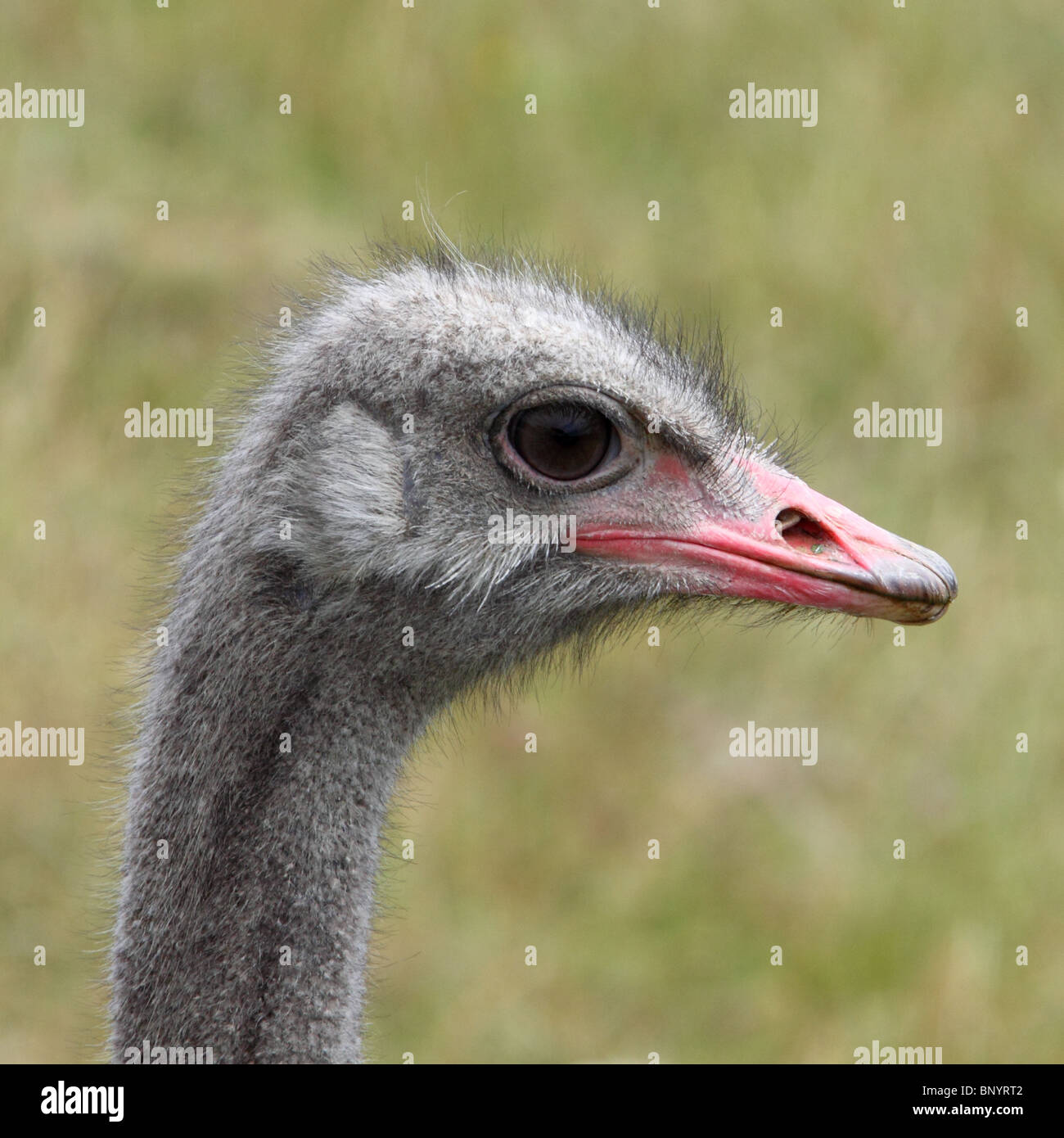 Ostrich - Struthio Camelus Stock Photo - Alamy