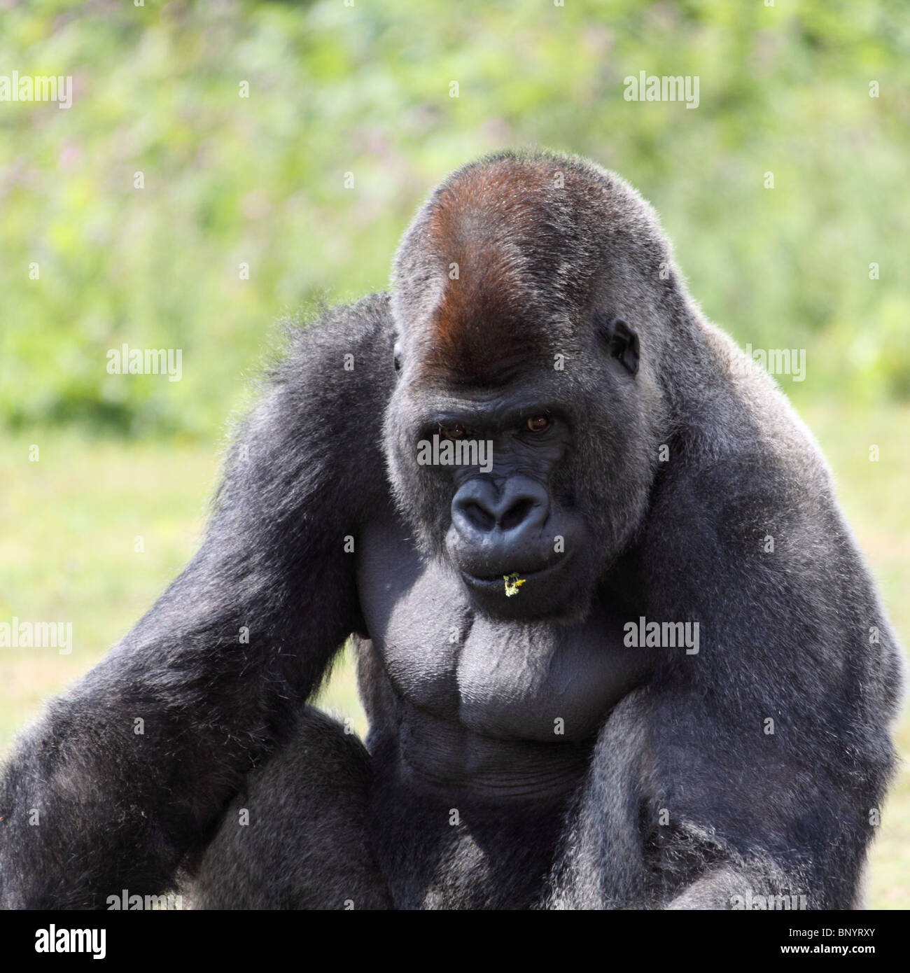 western lowlands gorilla Stock Photo - Alamy