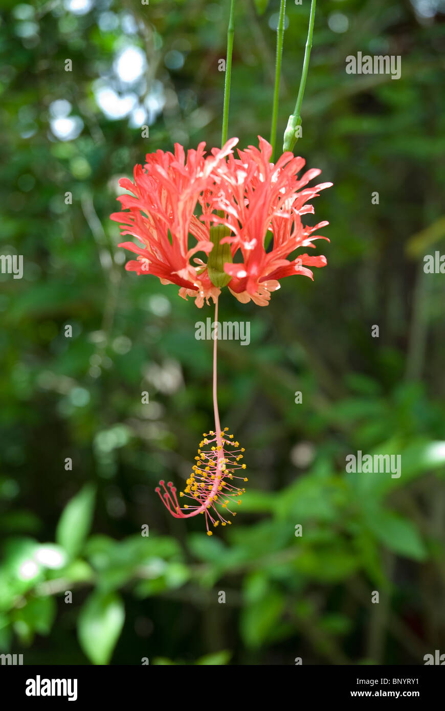 Japanese Hibiscus flower Stock Photo - Alamy
