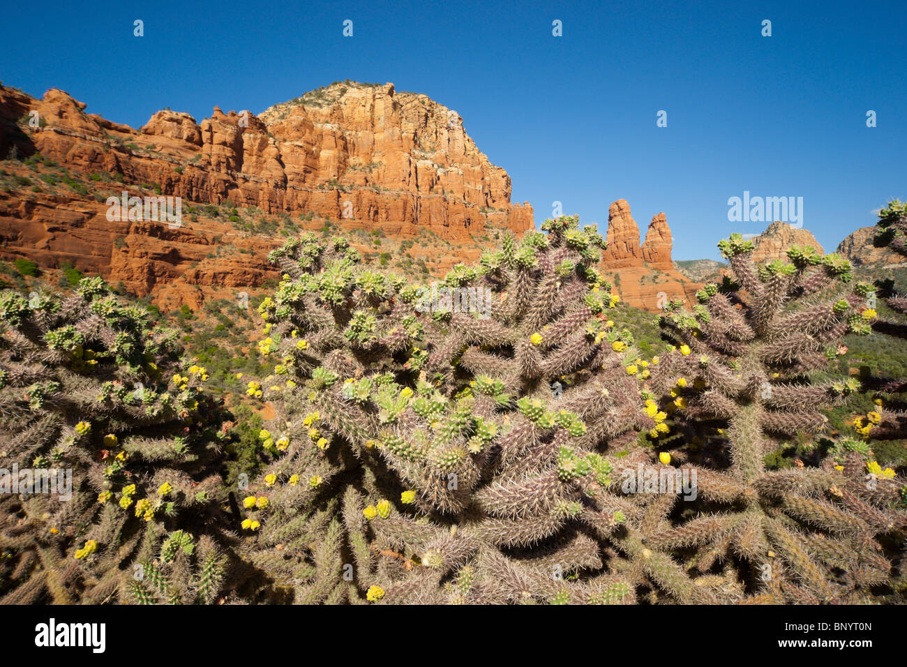 Sedona, Arizona - colla cactus hedge and red rocks Stock Photo - Alamy