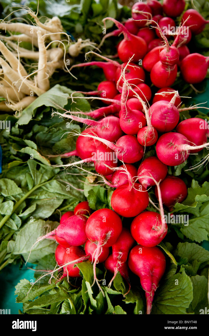 Freshly grown produce, radishes Stock Photo - Alamy