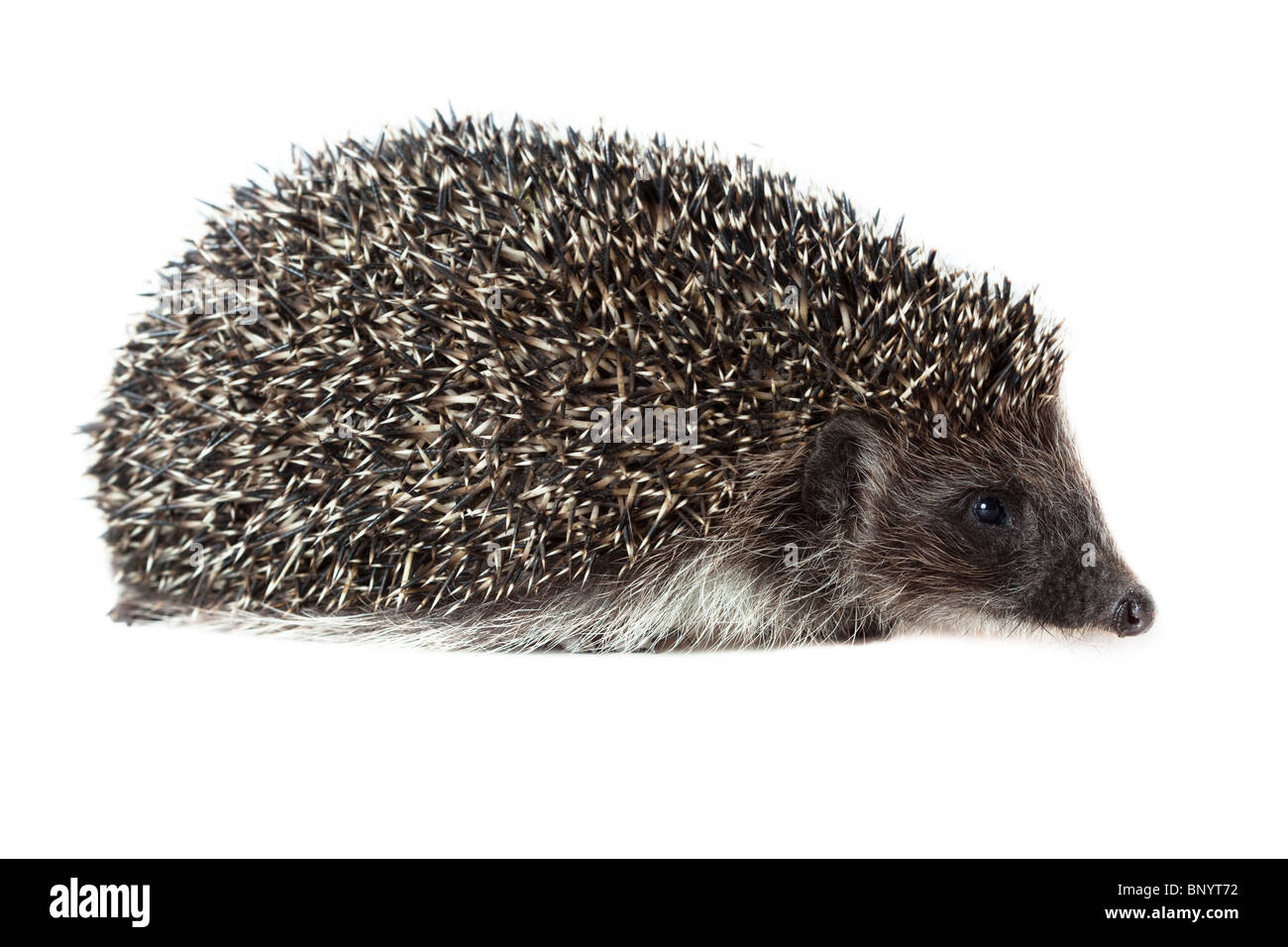 Hedgehog side view hi-res stock photography and images - Alamy
