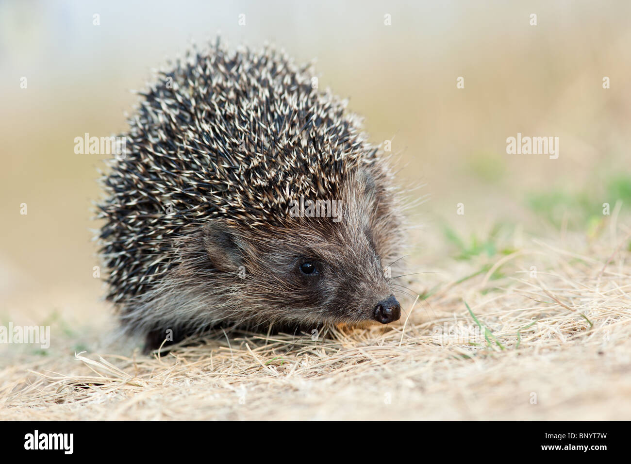 Hedgehog hunting hi-res stock photography and images - Alamy