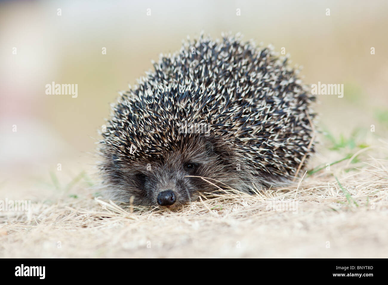Hedgehog close up looking at the camera hi-res stock photography and ...
